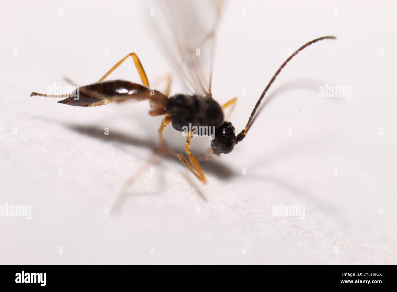 Aphid Mummy Wasps (Aphidiinae) Insecta Stock Photo - Alamy