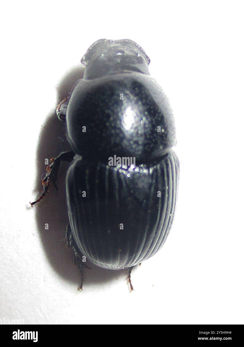 Small Dung Beetles (Aphodiinae) Insecta Stock Photo - Alamy