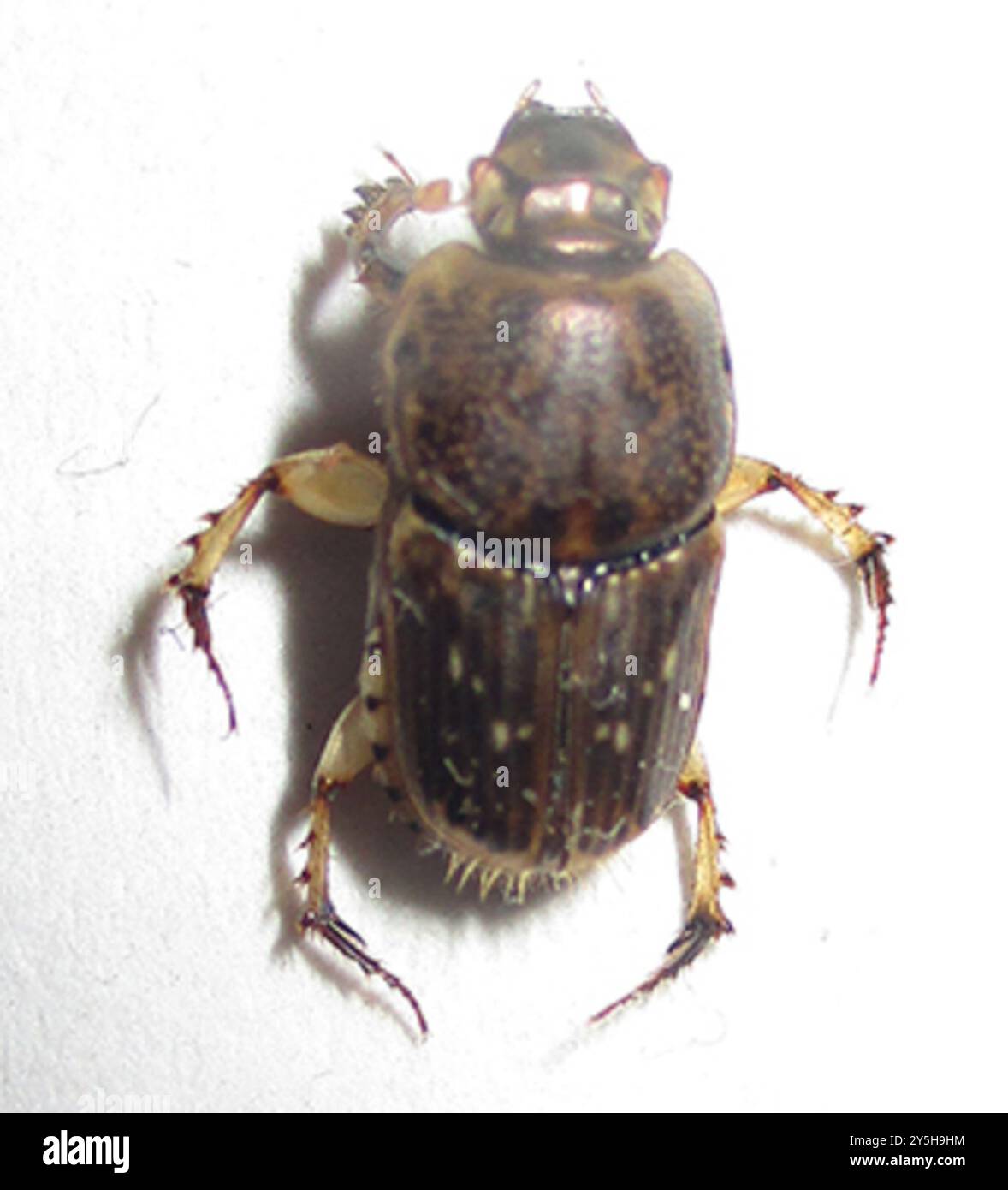 Northern Sandy Dung Beetle (Euoniticellus intermedius) Insecta Stock ...