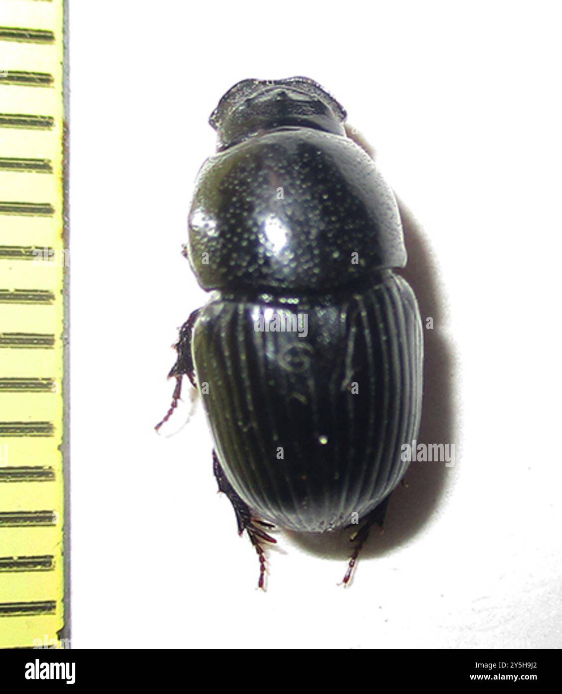 Small Dung Beetles (Aphodiinae) Insecta Stock Photo - Alamy