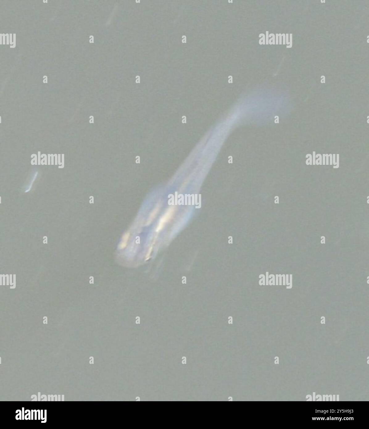 Western Mosquitofish (Gambusia affinis) Actinopterygii Stock Photo - Alamy