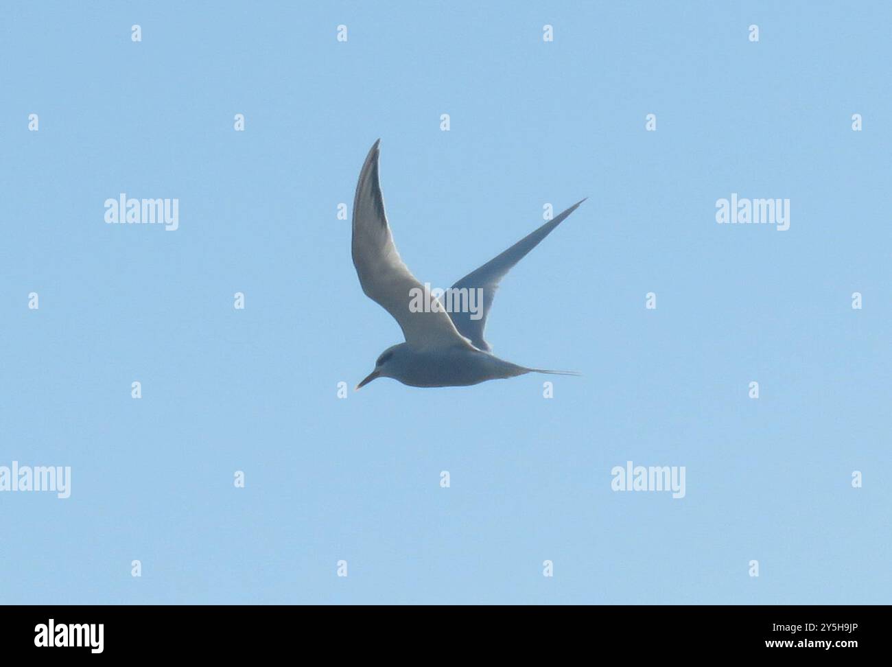 Snowy-crowned Tern (Sterna trudeaui) Aves Stock Photo - Alamy