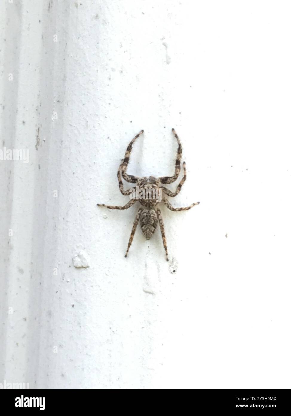 Tan Jumping Spider (Platycryptus undatus) Arachnida Stock Photo - Alamy