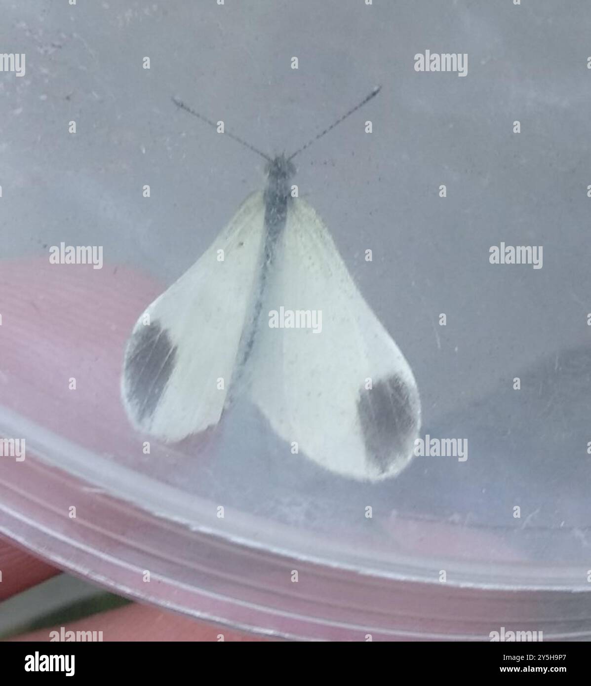 Wood White (Leptidea sinapis) Insecta Stock Photo - Alamy