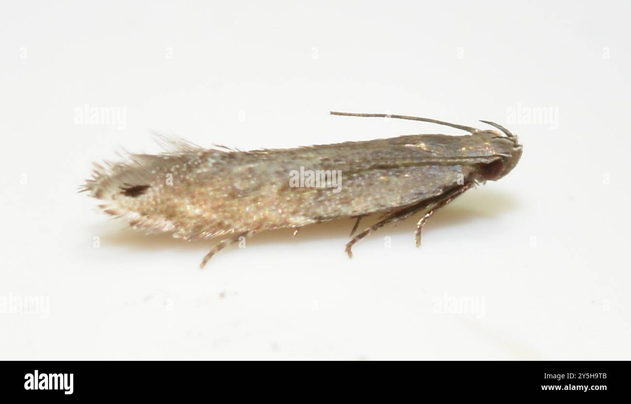 Music-loving Moth (Battaristis concinnusella) Insecta Stock Photo - Alamy