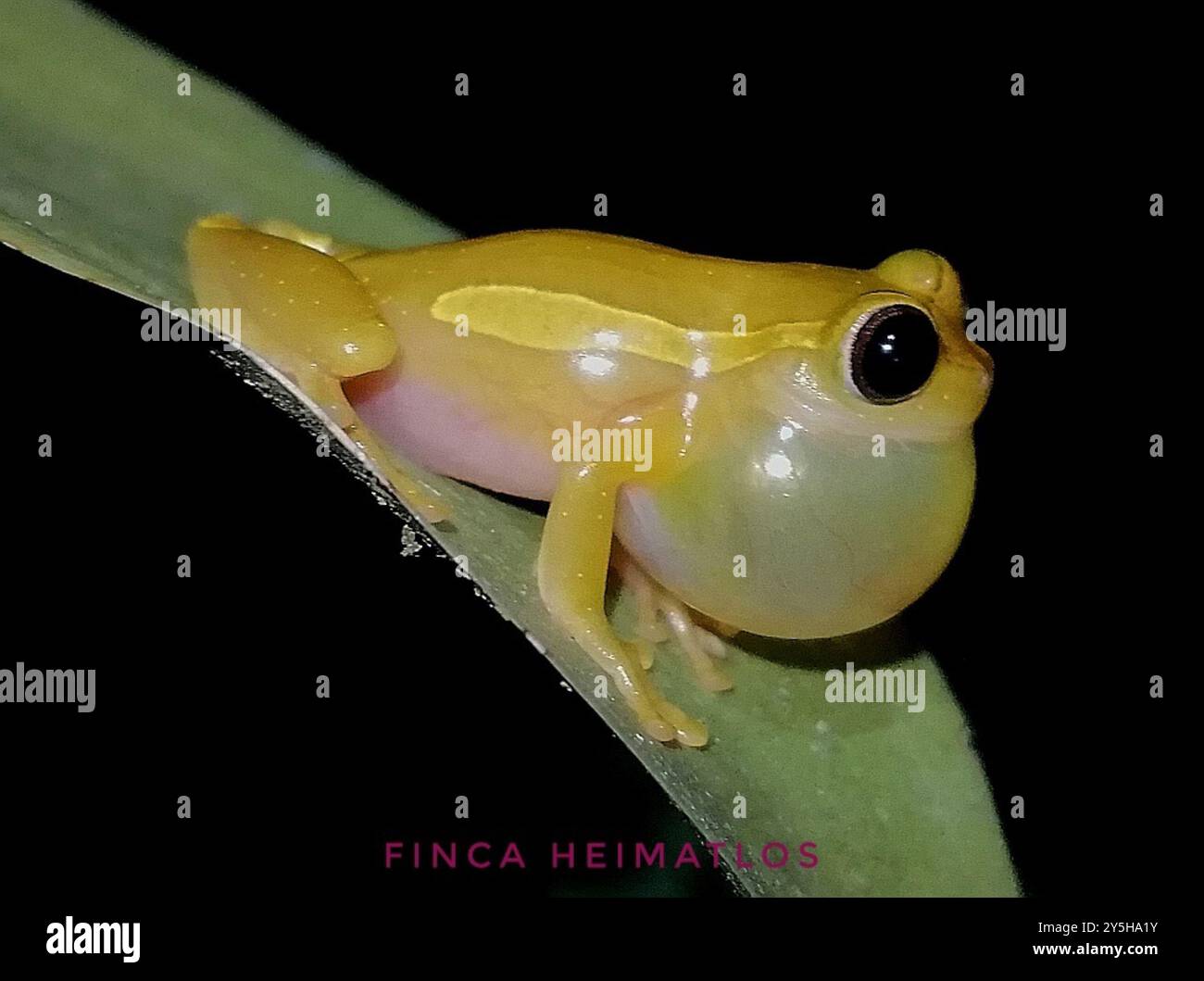 Upper Amazon Tree Frog (Dendropsophus bifurcus) Amphibia Stock Photo ...