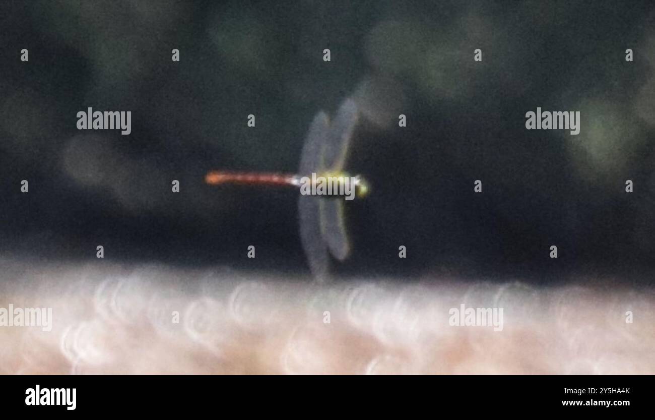 Comet Darner (Anax longipes) Insecta Stock Photo - Alamy