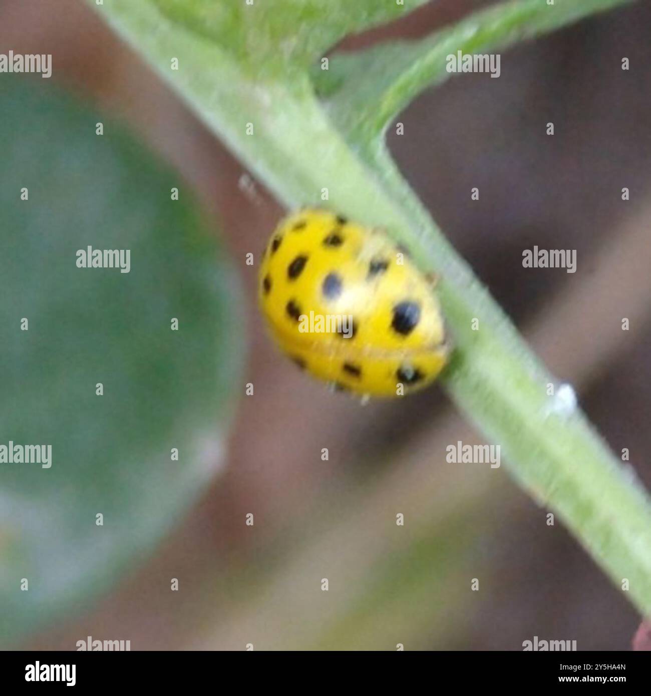 22-spot Ladybird (Psyllobora vigintiduopunctata) Insecta Stock Photo ...