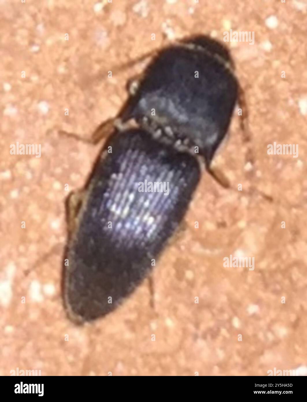 Gulf Wireworm (Heteroderes amplicollis) Insecta Stock Photo - Alamy