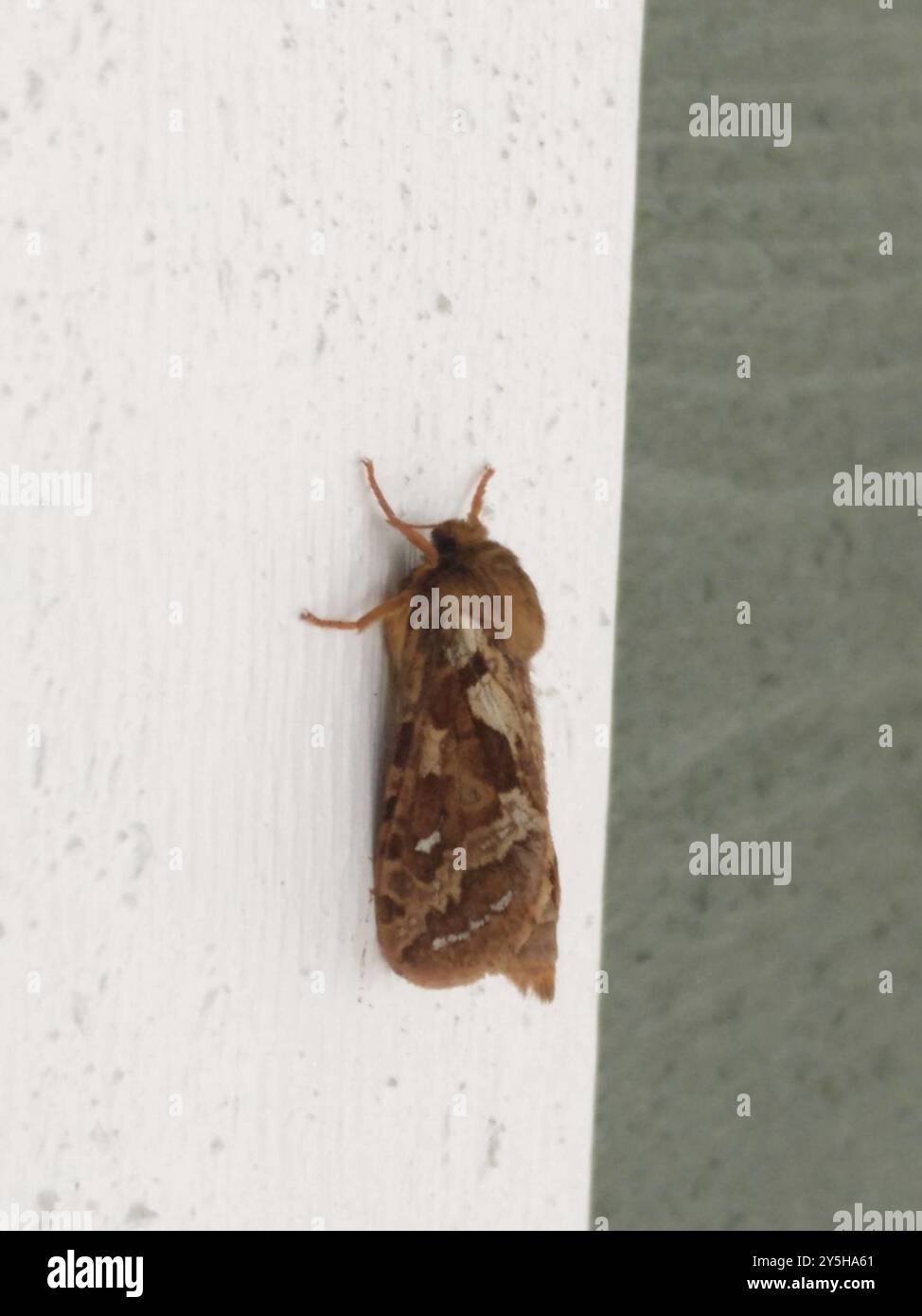Map winged swift hi-res stock photography and images - Alamy