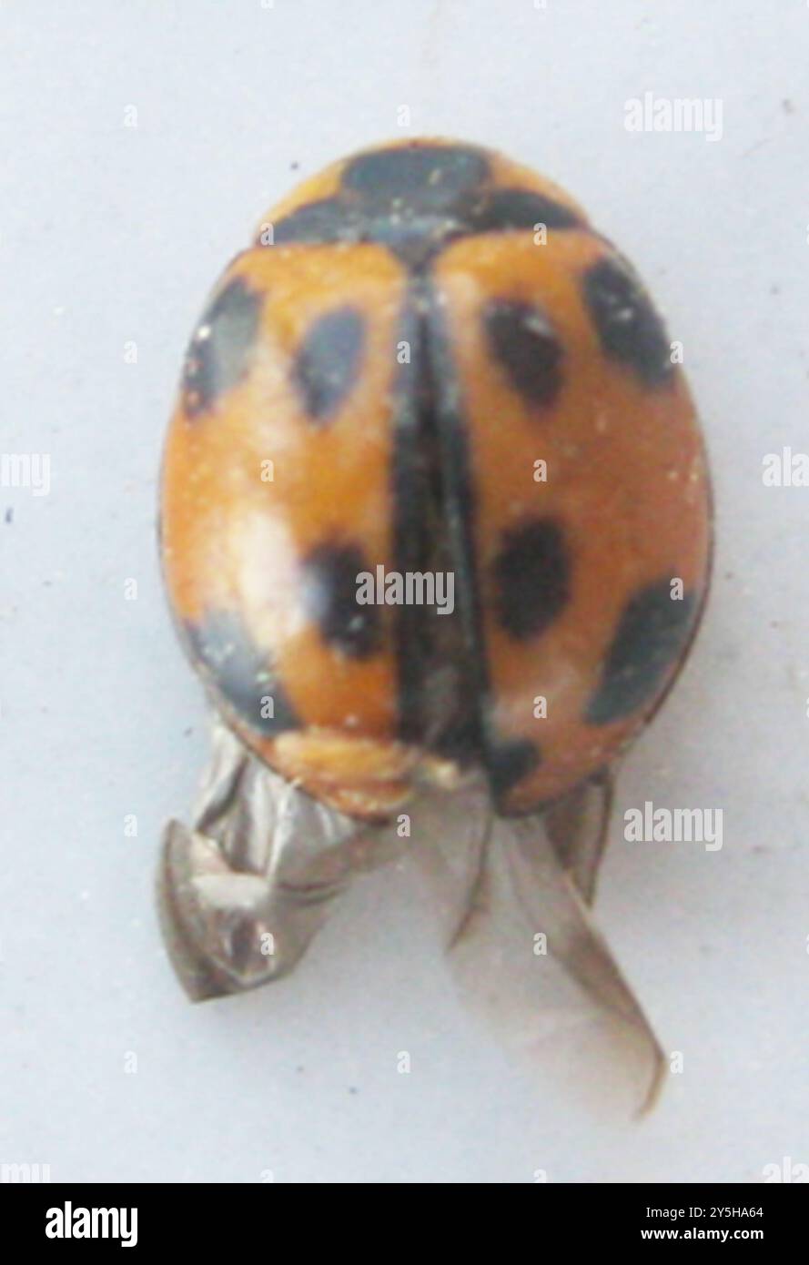 Lady Beetles (Coccinellidae) Insecta Stock Photo - Alamy