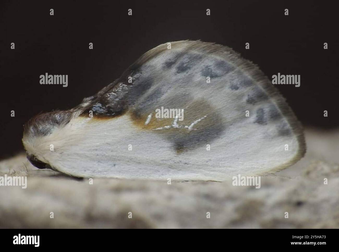 Chinese Character (Cilix glaucata) Insecta Stock Photo - Alamy