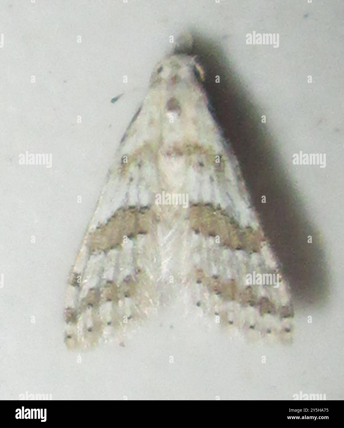 Many-plumed Moths (Alucitidae) Insecta Stock Photo - Alamy