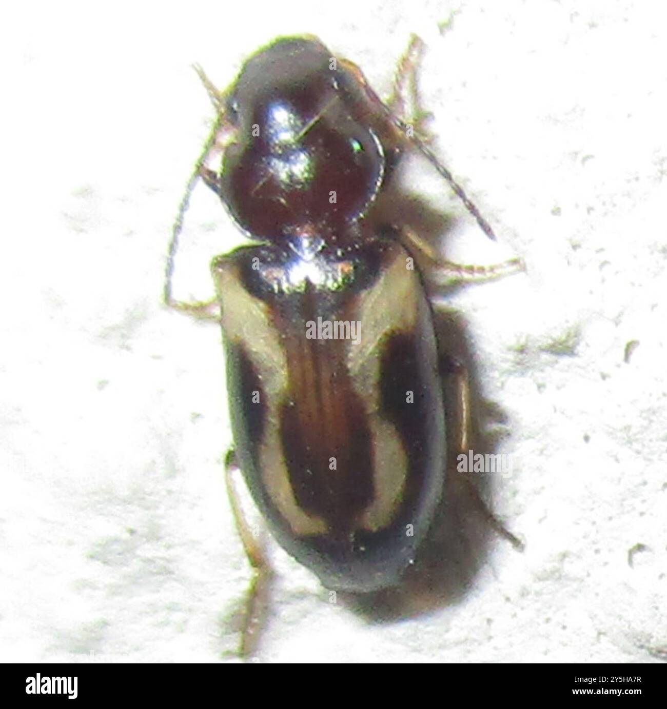 (Amblystomus orpheus) Insecta Stock Photo - Alamy