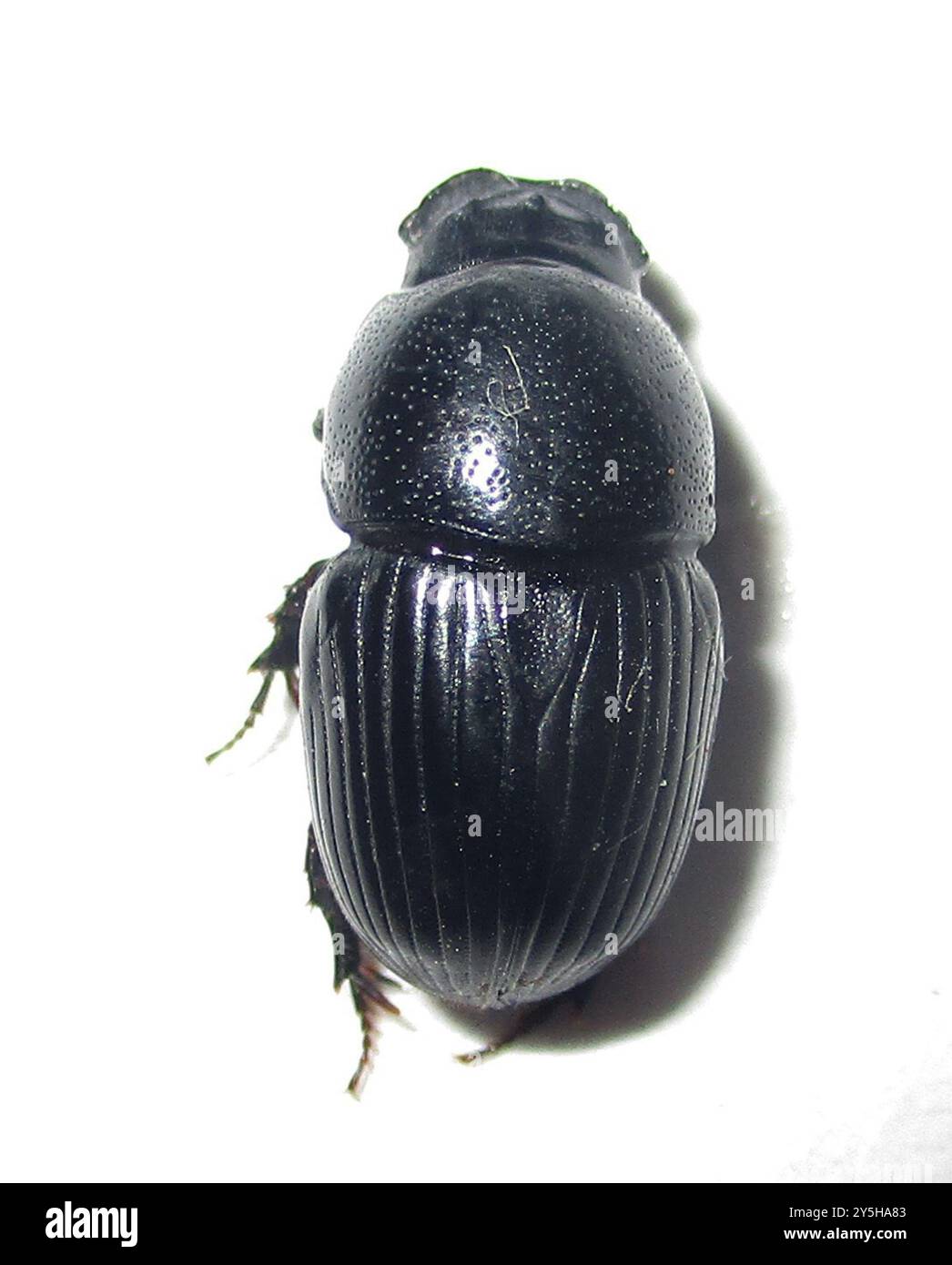 Small Dung Beetles (Aphodiinae) Insecta Stock Photo - Alamy