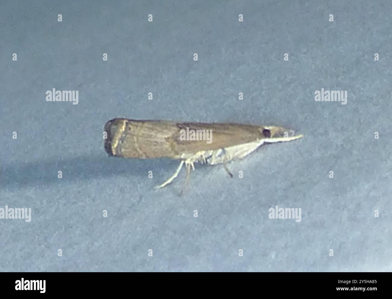 Bluegrass Webworm Moth (Parapediasia teterrellus) Insecta Stock Photo ...