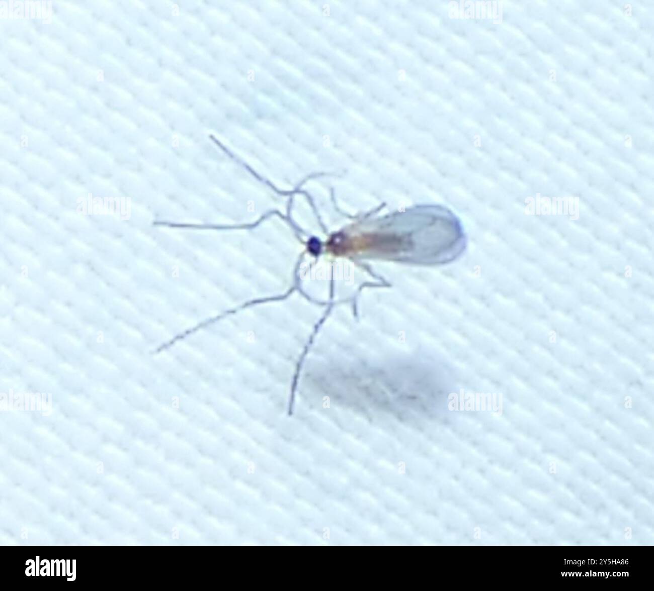 Fungus Gnats and Gall Midges (Sciaroidea) Insecta Stock Photo - Alamy