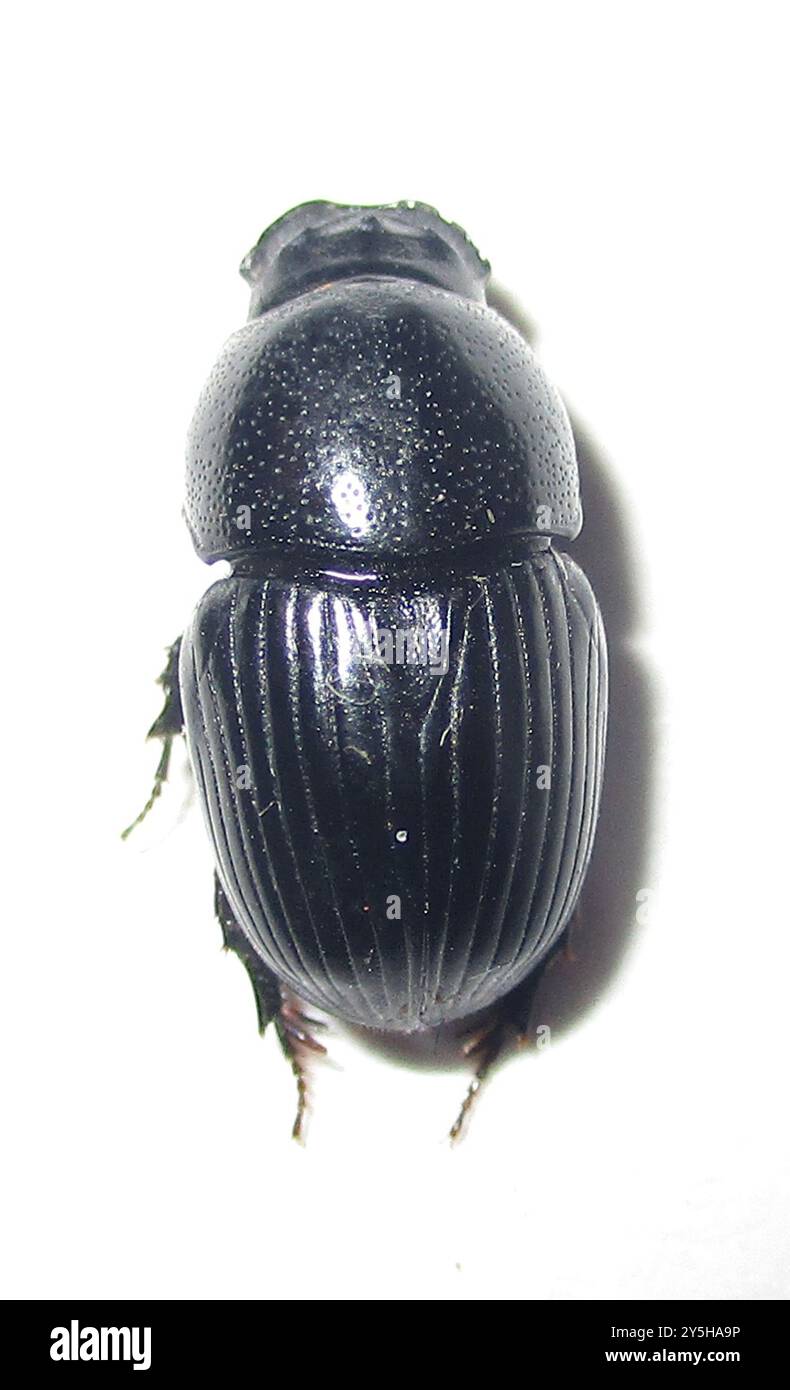 Small Dung Beetles (Aphodiinae) Insecta Stock Photo - Alamy