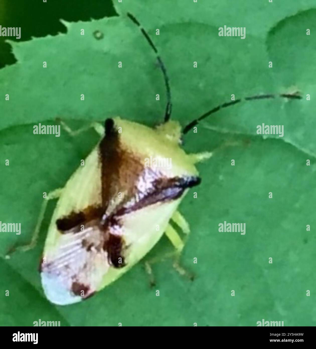 Hercules Club Stink Bug (Elasmostethus atricornis) Insecta Stock Photo ...