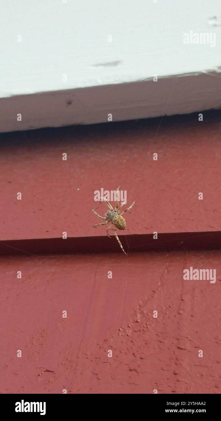 Grey Cross Spider (Larinioides sclopetarius) Arachnida Stock Photo - Alamy