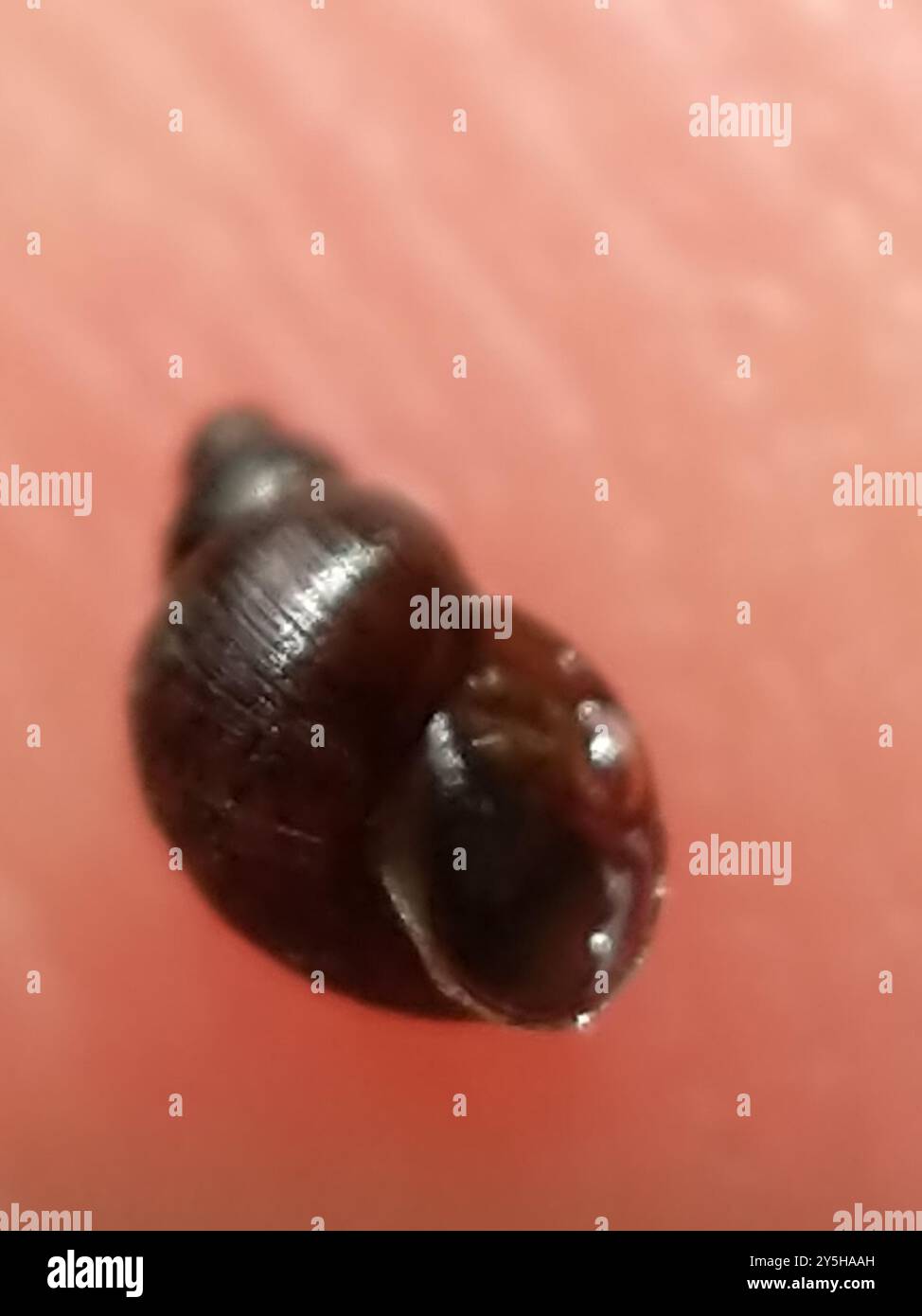 Pond and Melantho Snails (Lymnaeidae) Mollusca Stock Photo - Alamy