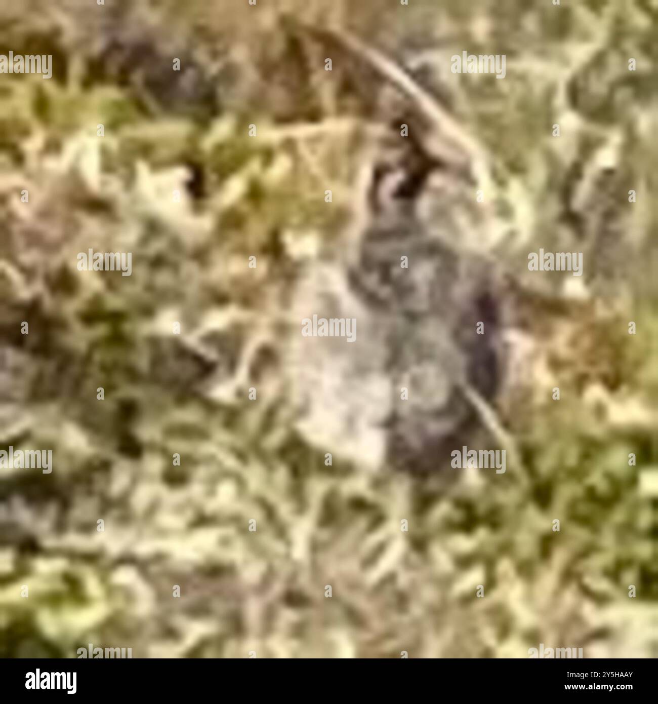 Landfowl (Galliformes) Aves Stock Photo - Alamy