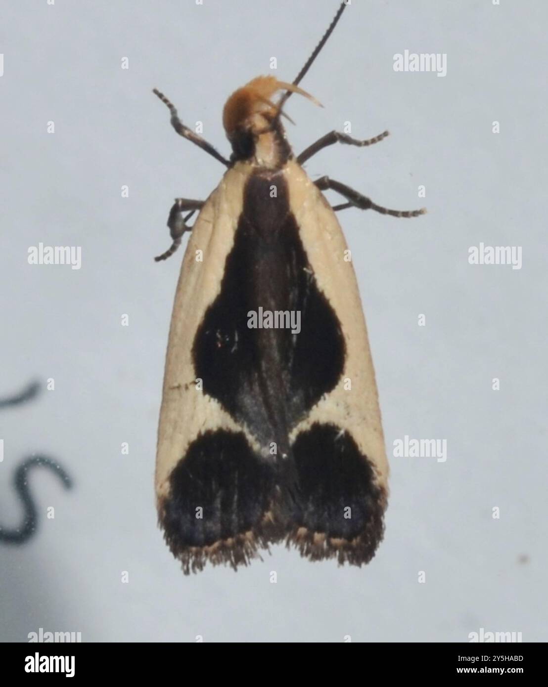 Cream-edged Dichomeris Moth (Dichomeris flavocostella) Insecta Stock ...