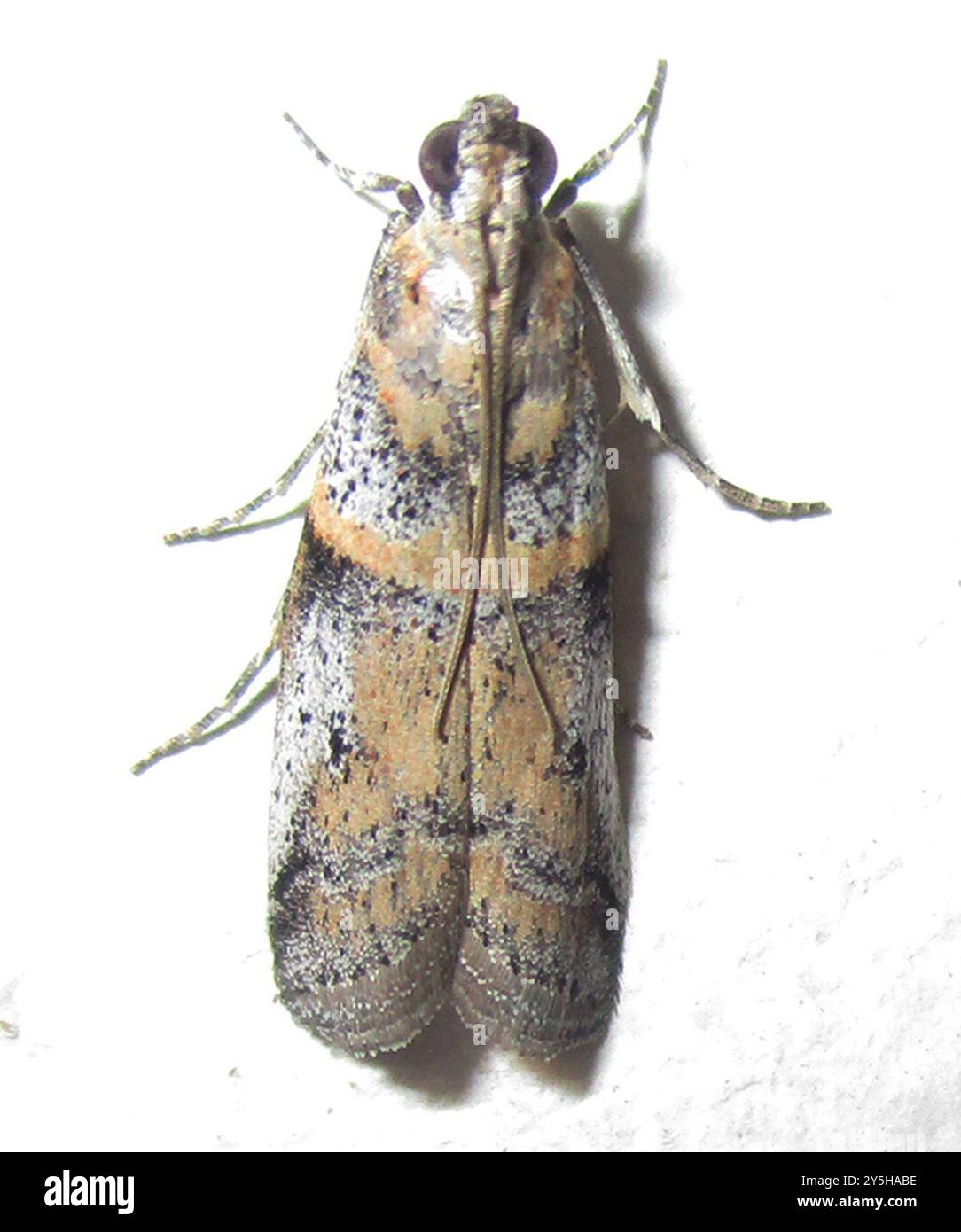 Knot-horn Moths (Phycitinae) Insecta Stock Photo - Alamy