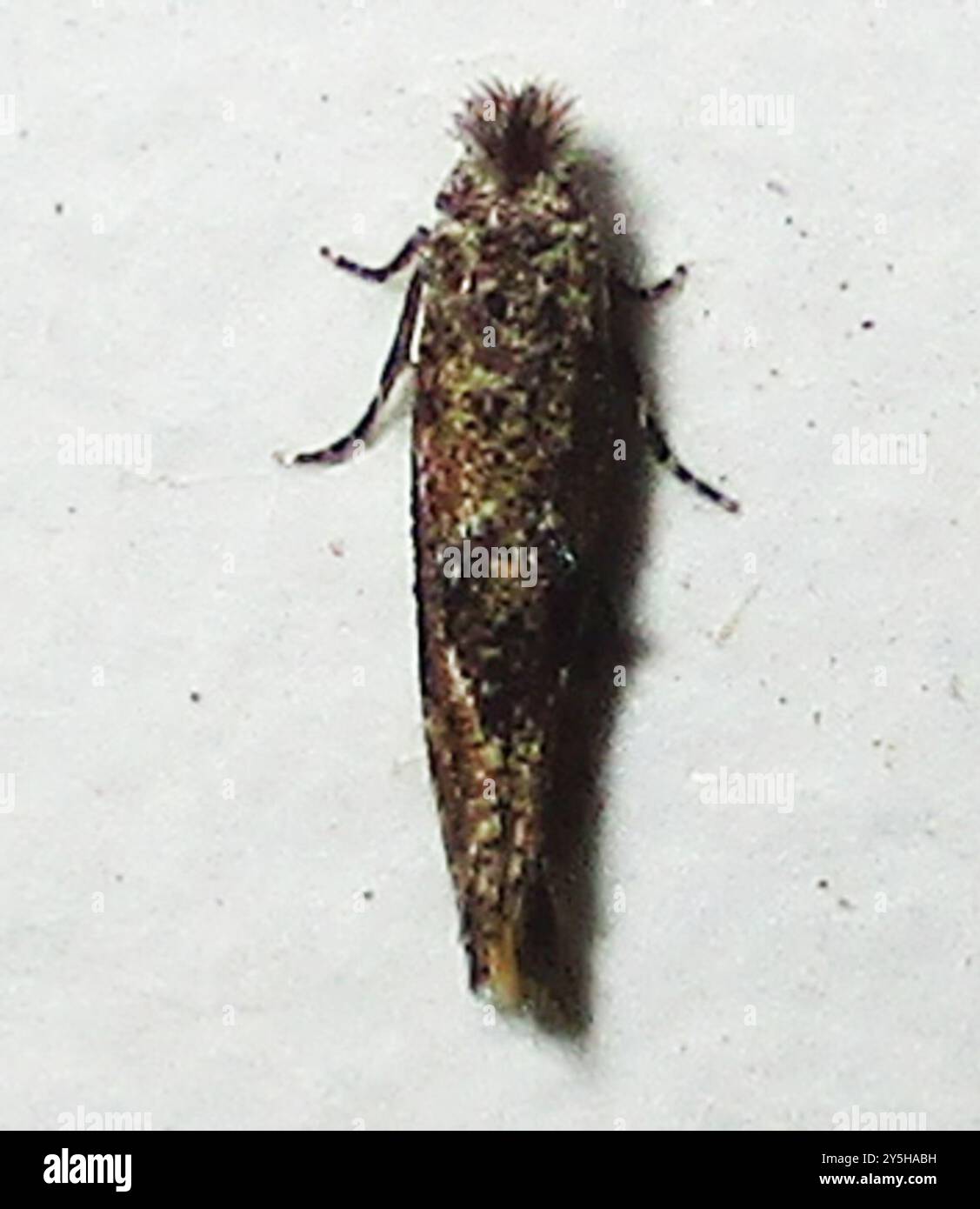 Fungus Moths, Clothes Moths, & Allies (Tineidae) Insecta Stock Photo ...