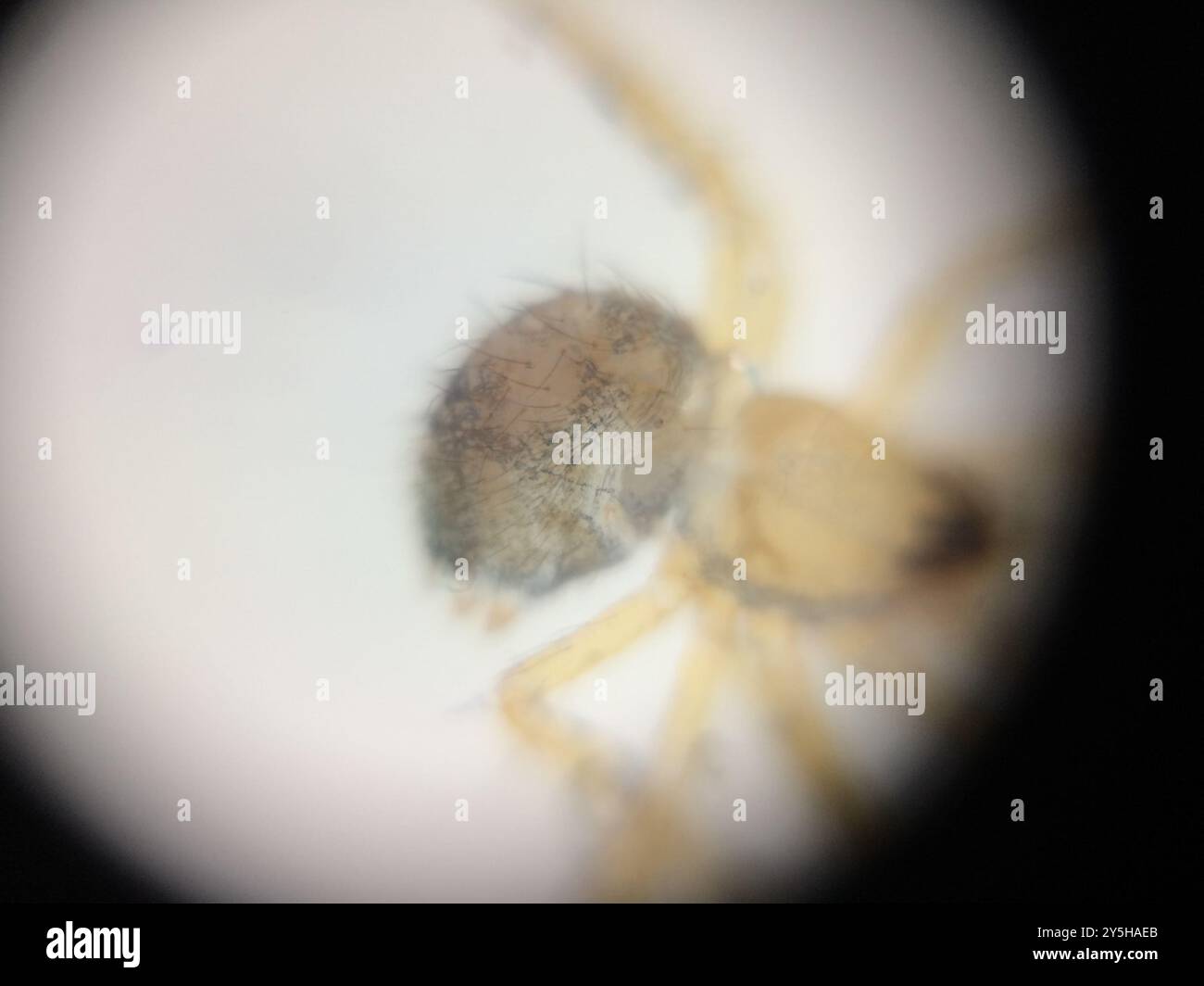 Spiders (Araneae) Arachnida Stock Photo - Alamy