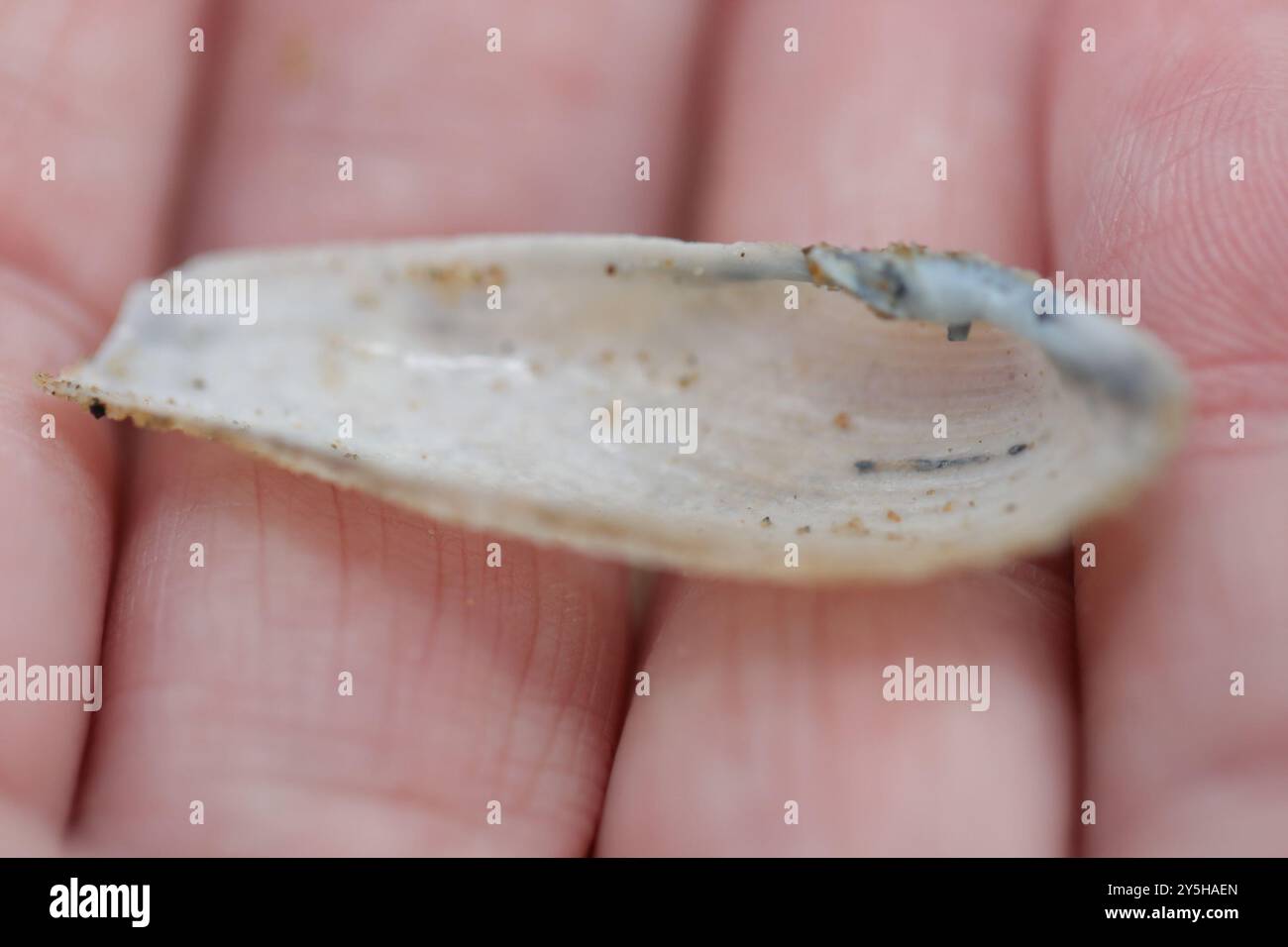 White Piddock (Barnea candida) Mollusca Stock Photo - Alamy