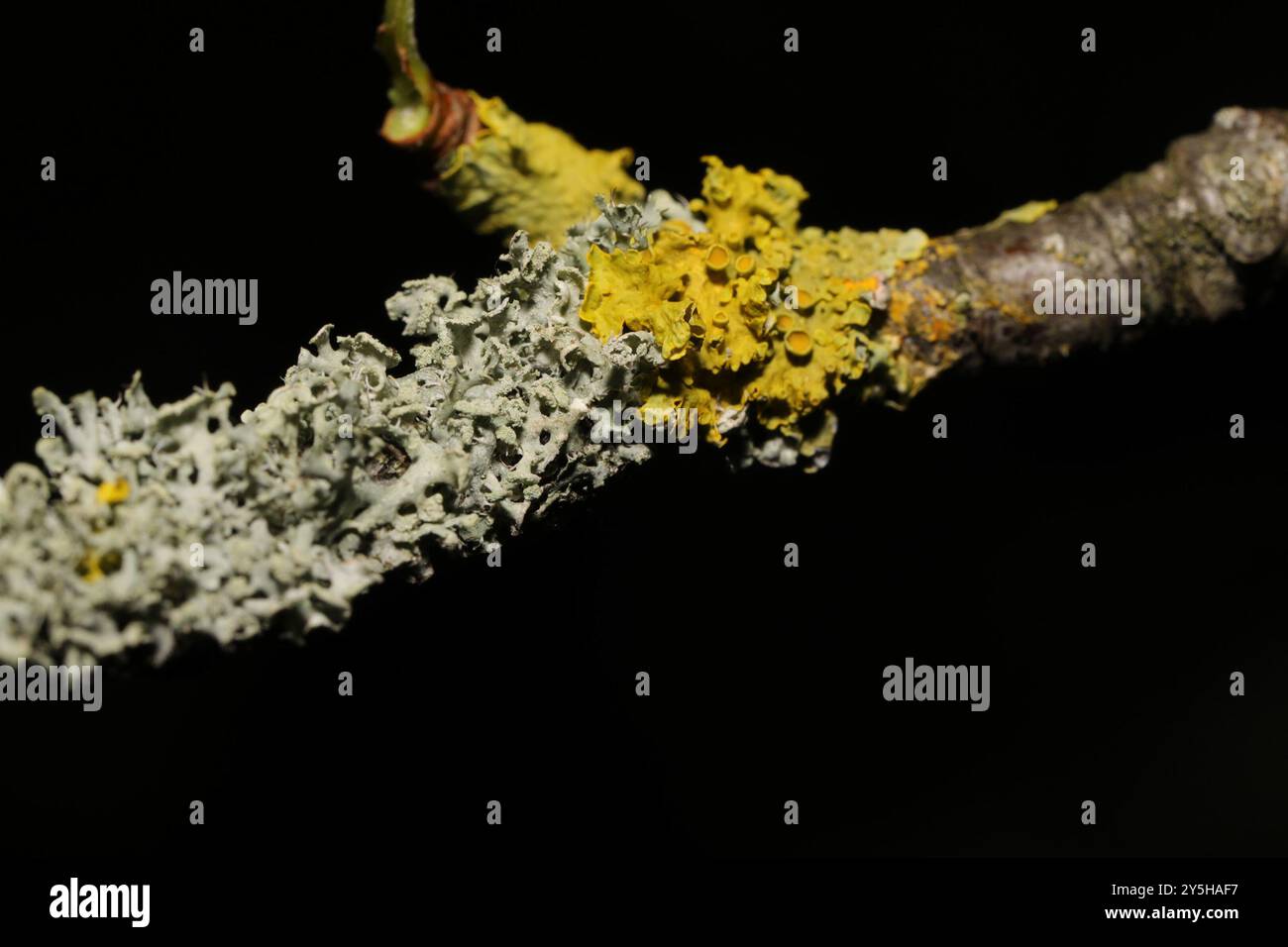 Fringed Rosette Lichen (Physcia tenella) Fungi Stock Photo - Alamy