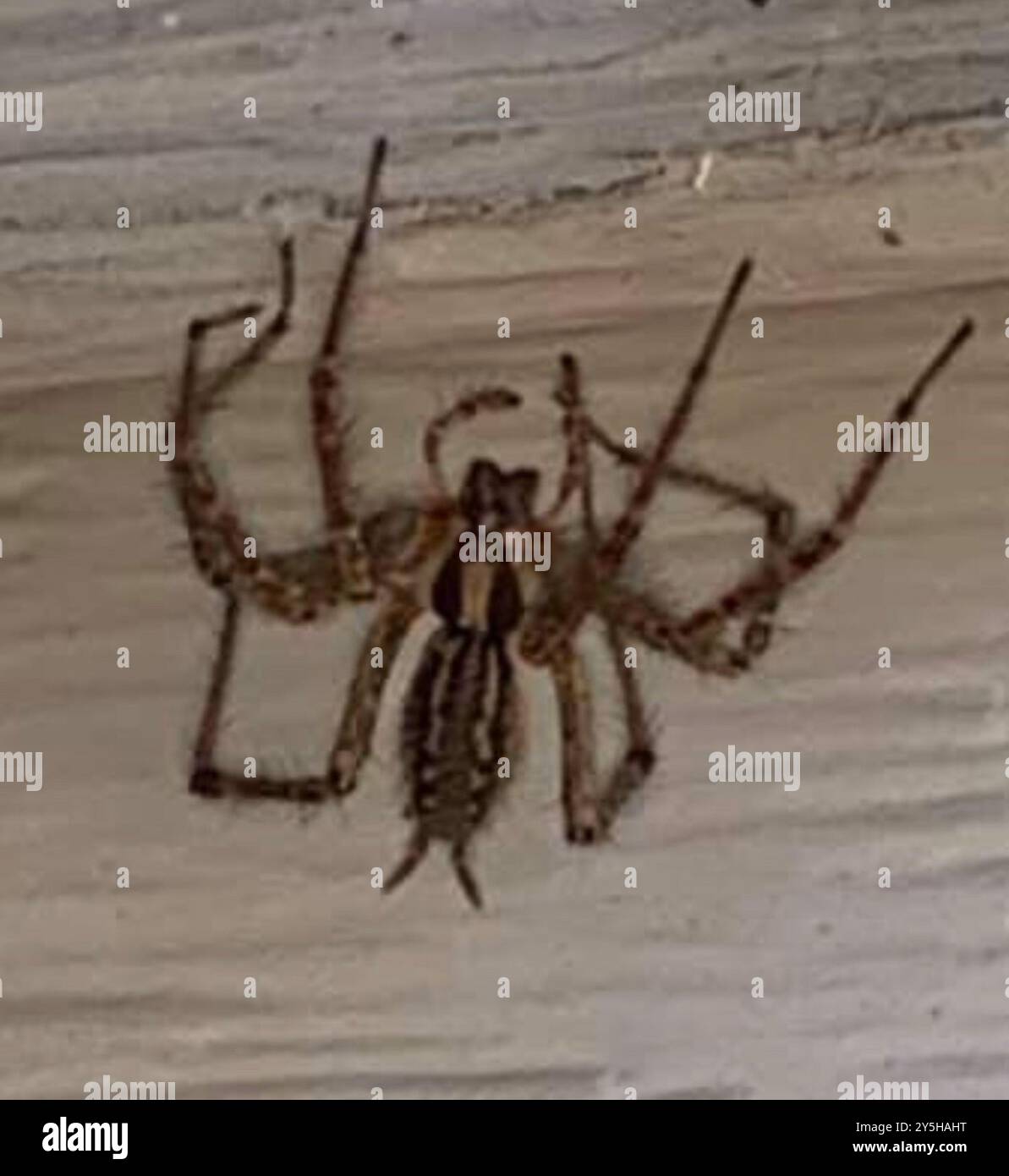 Grass Spiders (Agelenopsis) Arachnida Stock Photo - Alamy