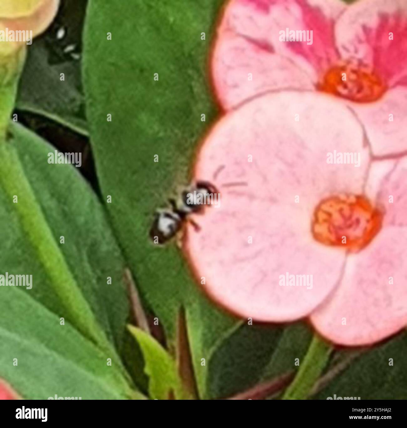 Stingless Bees (Meliponini) Insecta Stock Photo - Alamy