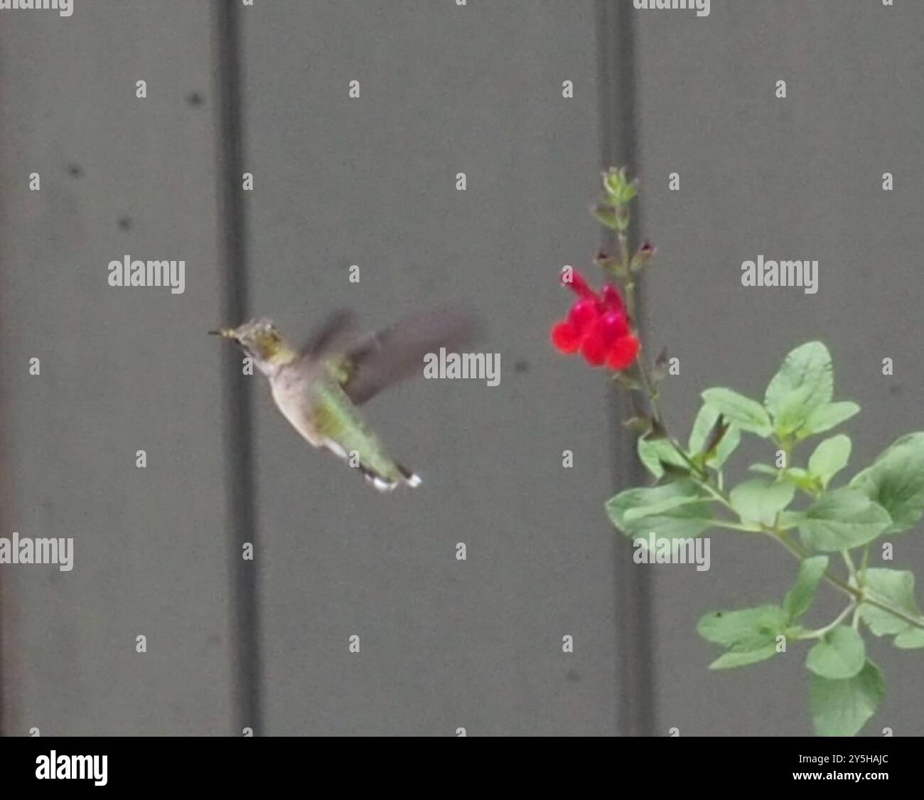 Ruby-throated Hummingbird (Archilochus colubris) Aves Stock Photo - Alamy