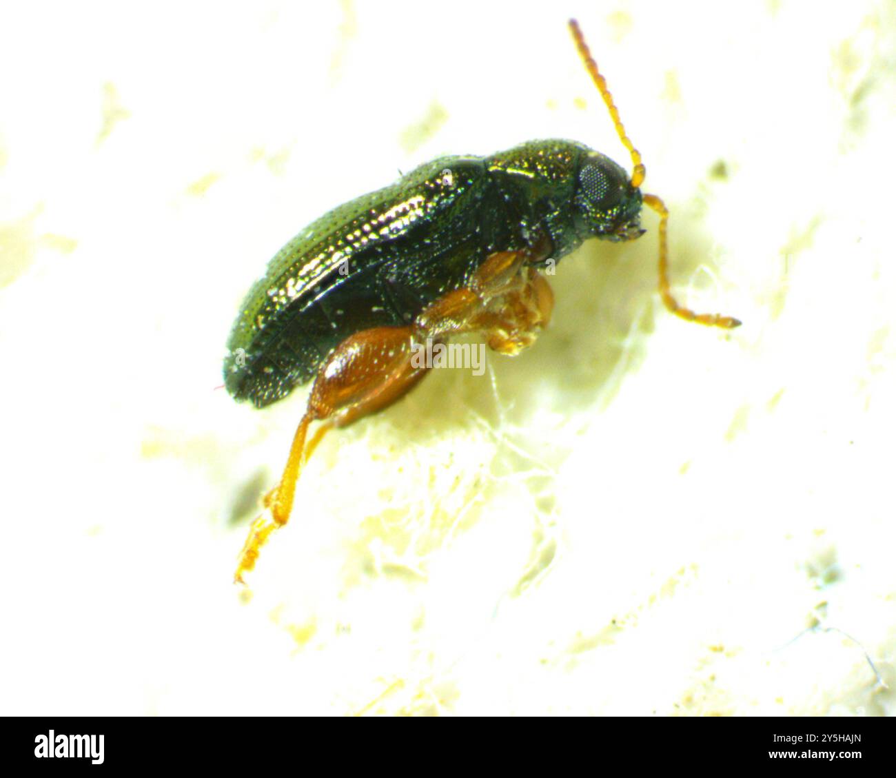 Studded Flea Beetles (Crepidodera) Insecta Stock Photo - Alamy