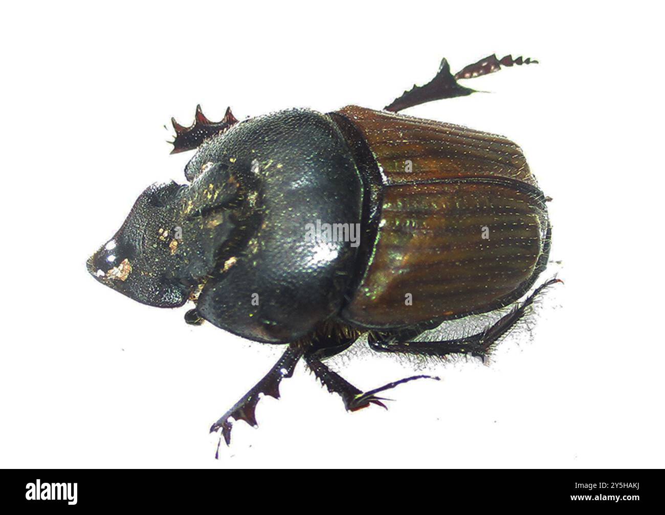 (Phalops wittei) Insecta Stock Photo - Alamy