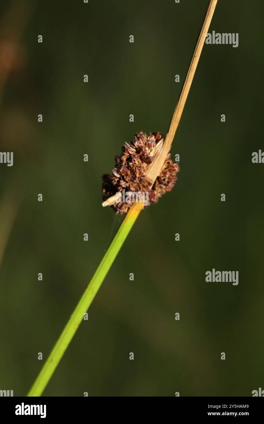 Compact rush juncus conglomeratus hi-res stock photography and images ...