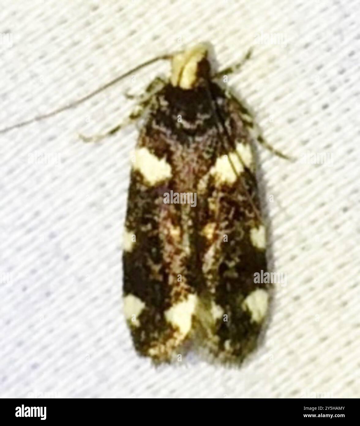 Redbud Leaffolder Moth (Fascista cercerisella) Insecta Stock Photo - Alamy