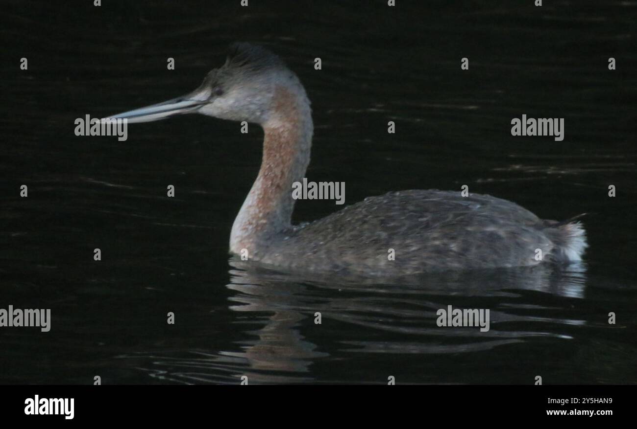 Great Grebe (Podiceps major) Aves Stock Photo - Alamy