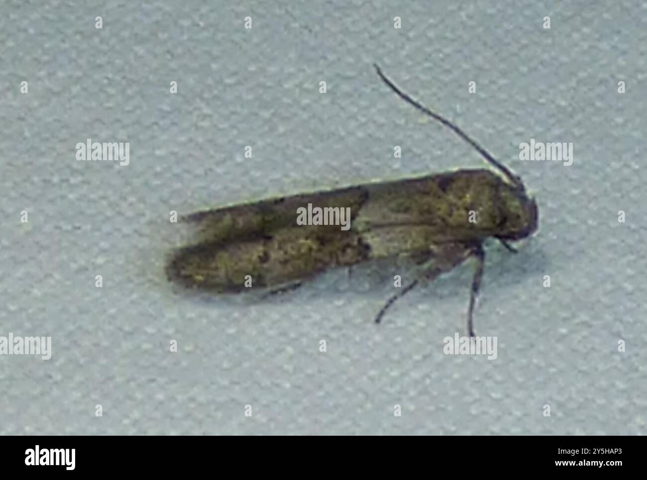 Acorn Moth (Blastobasis glandulella) Insecta Stock Photo - Alamy