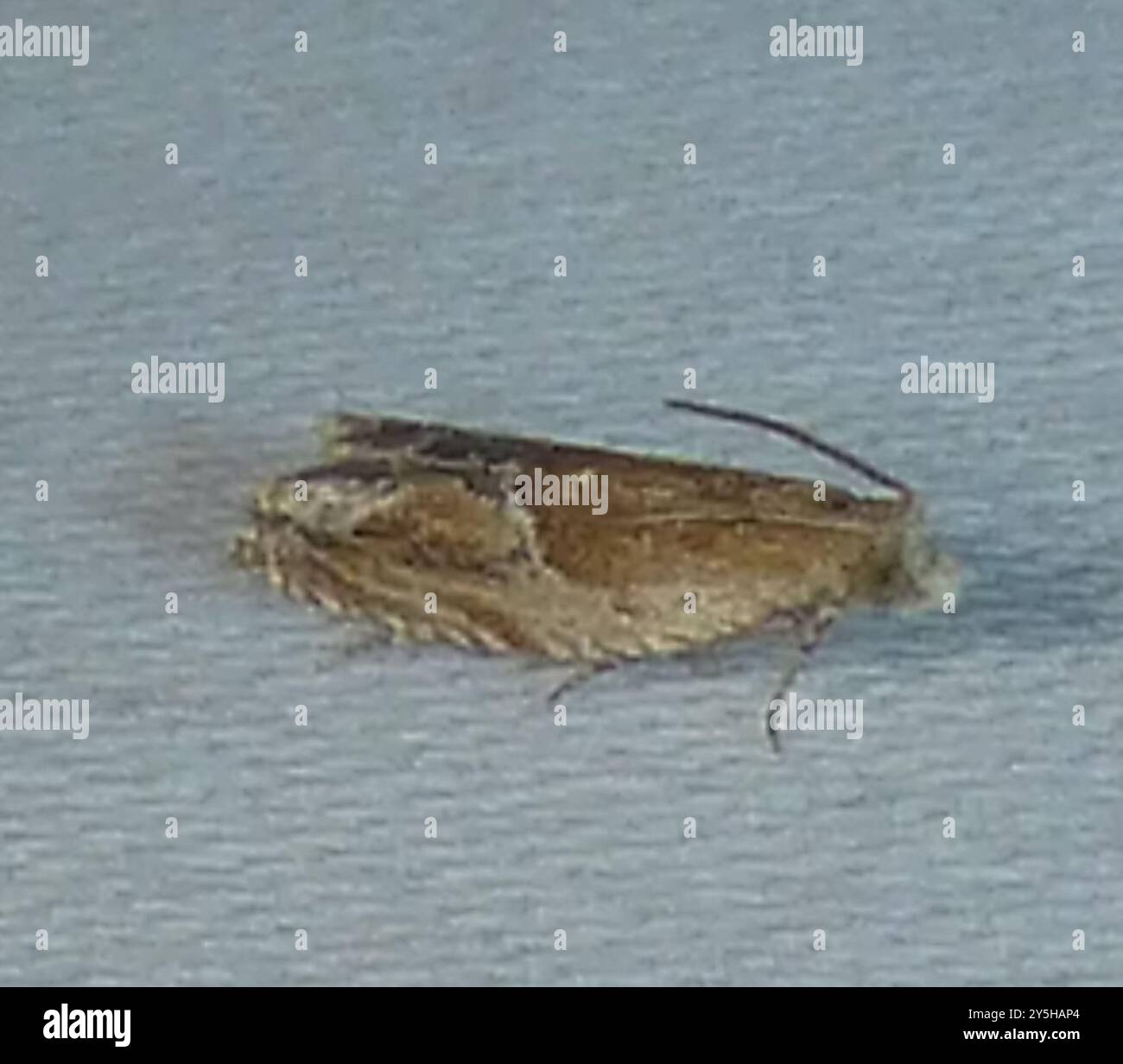 Strawberry Leafroller Moth (Ancylis comptana) Insecta Stock Photo - Alamy