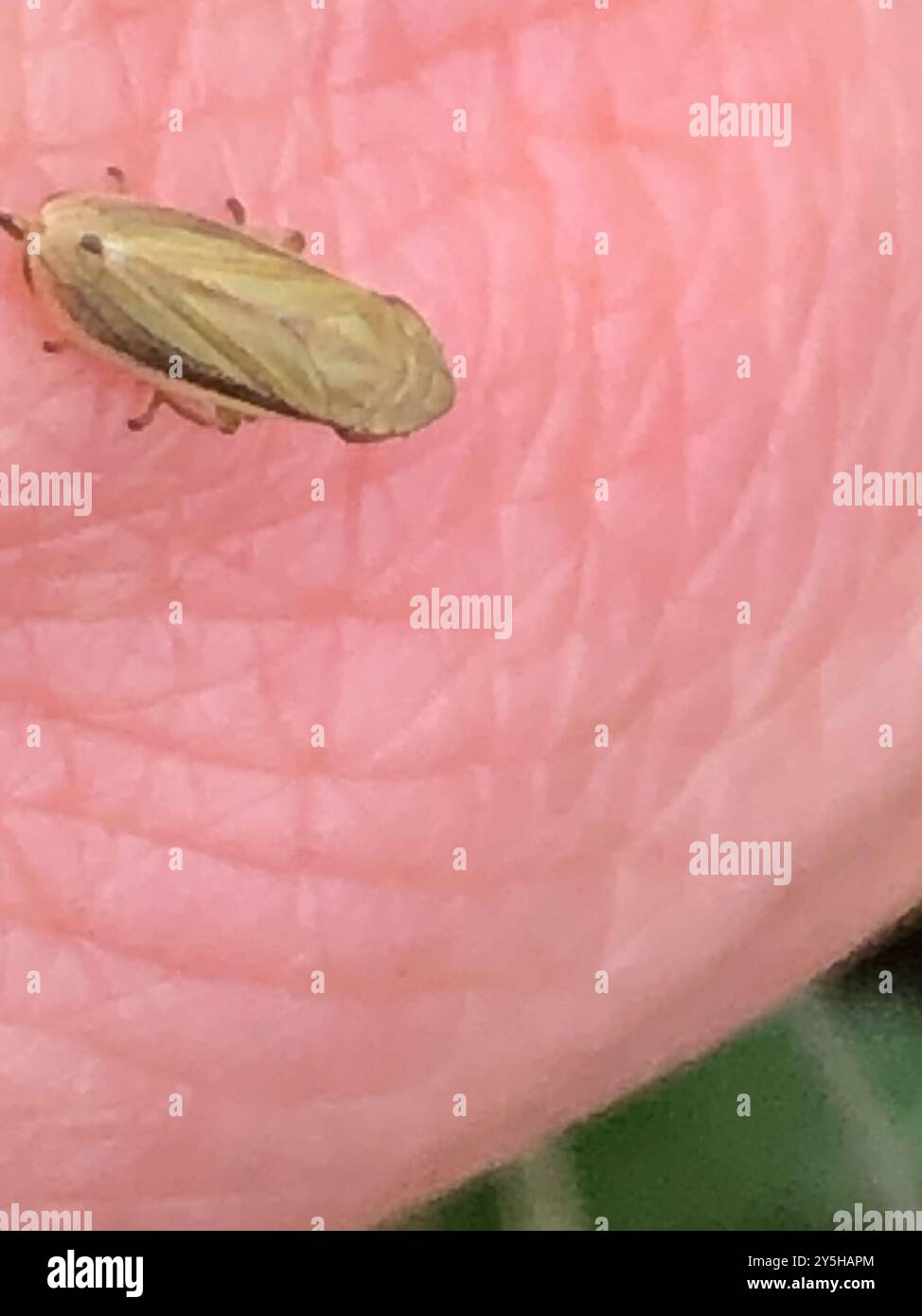 Lined Spittlebug (Neophilaenus lineatus) Insecta Stock Photo - Alamy