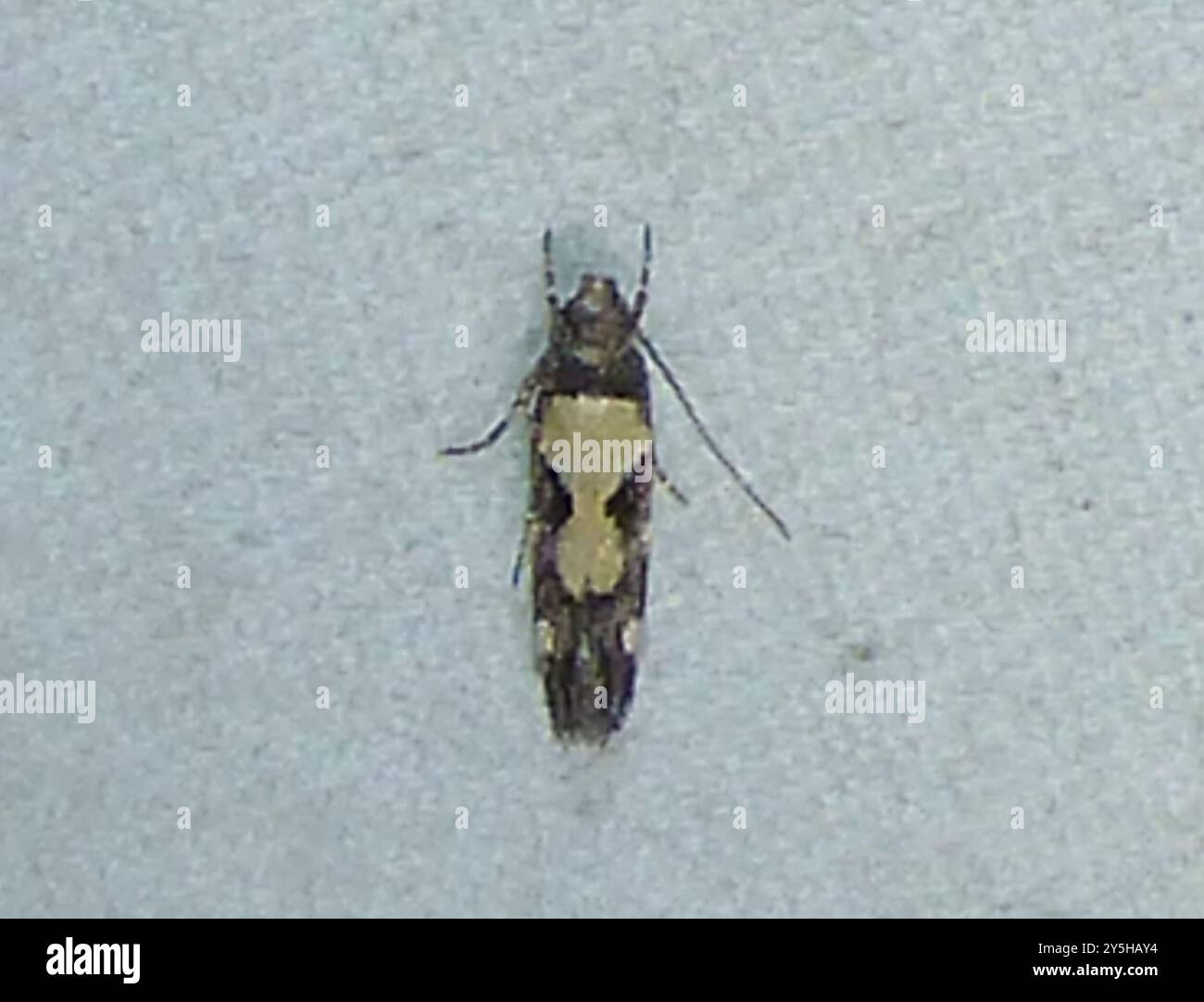 Red-necked Peanutworm Moth (Stegasta bosqueella) Insecta Stock Photo ...