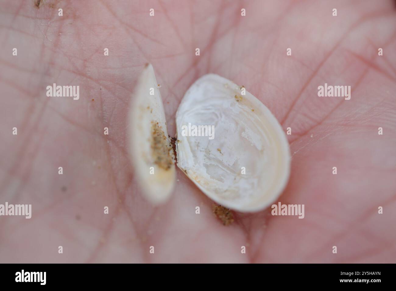 Macomangulus tenuis hi-res stock photography and images - Alamy