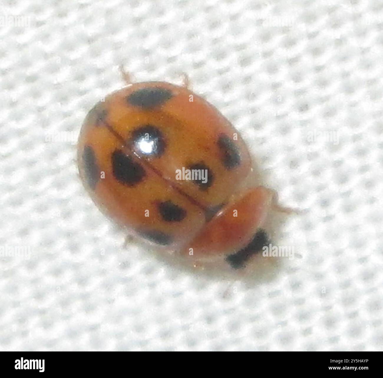 Lady Beetles (Coccinellidae) Insecta Stock Photo - Alamy