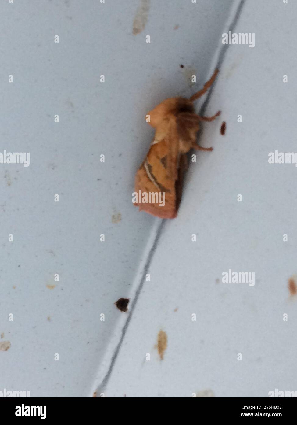 Orange Swift (Triodia sylvina) Insecta Stock Photo - Alamy