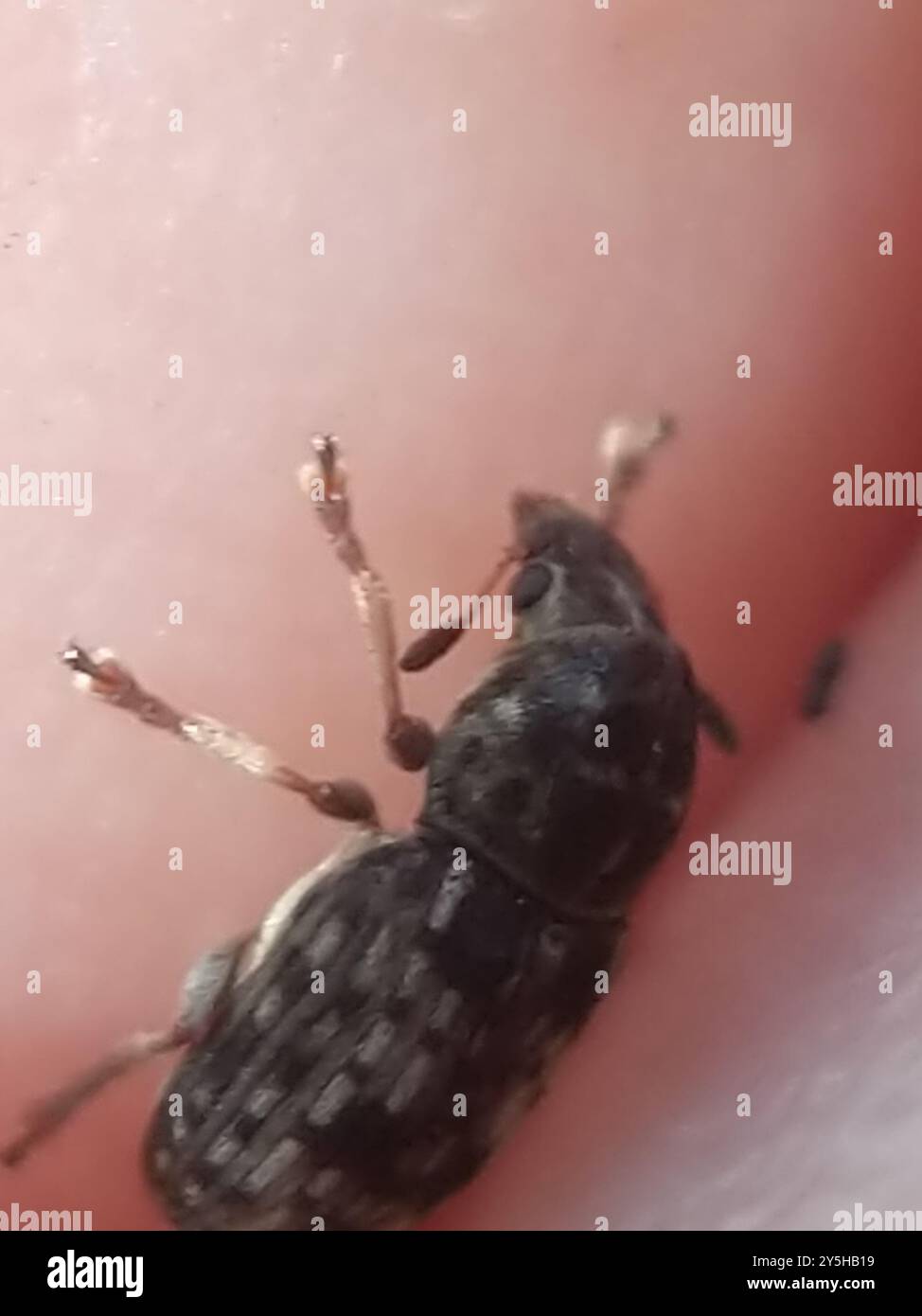 Fungus Weevils (Anthribidae) Insecta Stock Photo - Alamy