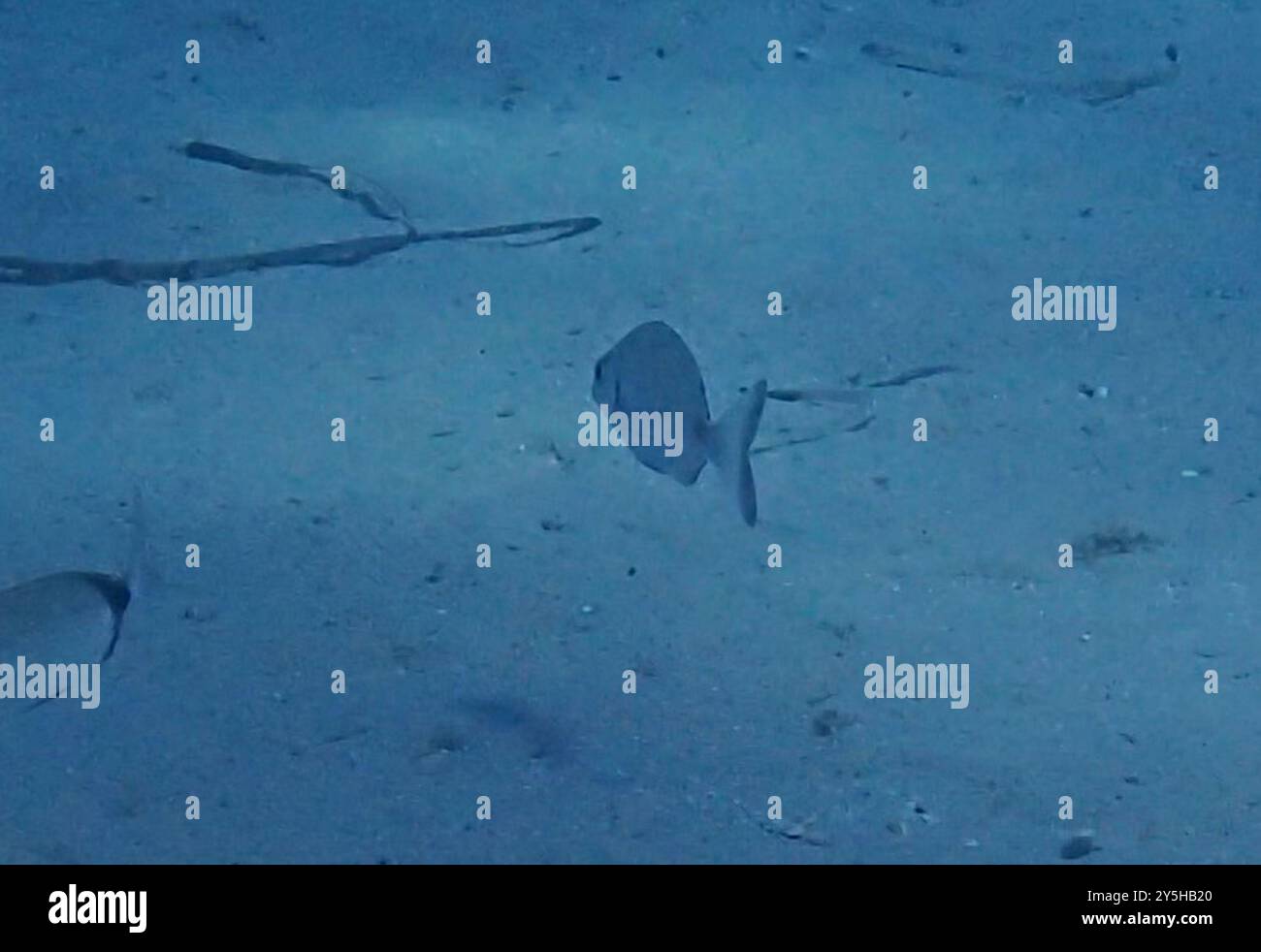 Seabreams and Porgies (Sparidae) Actinopterygii Stock Photo - Alamy