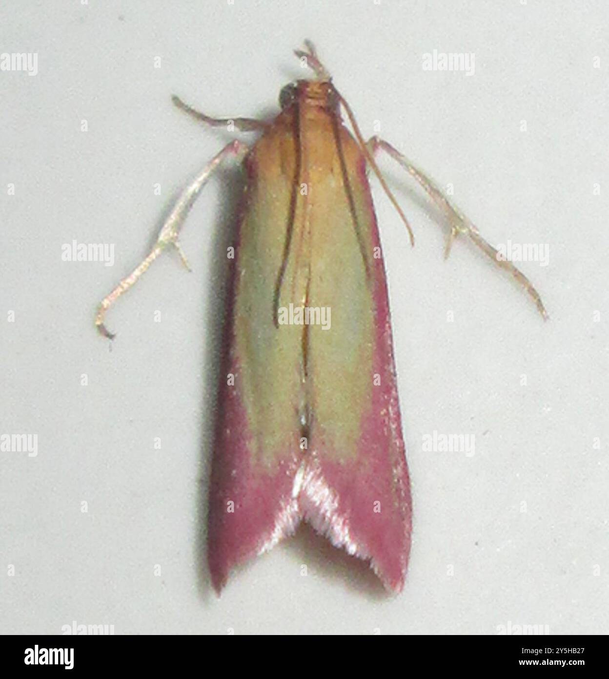 (Simplicia extinctalis) Insecta Stock Photo - Alamy